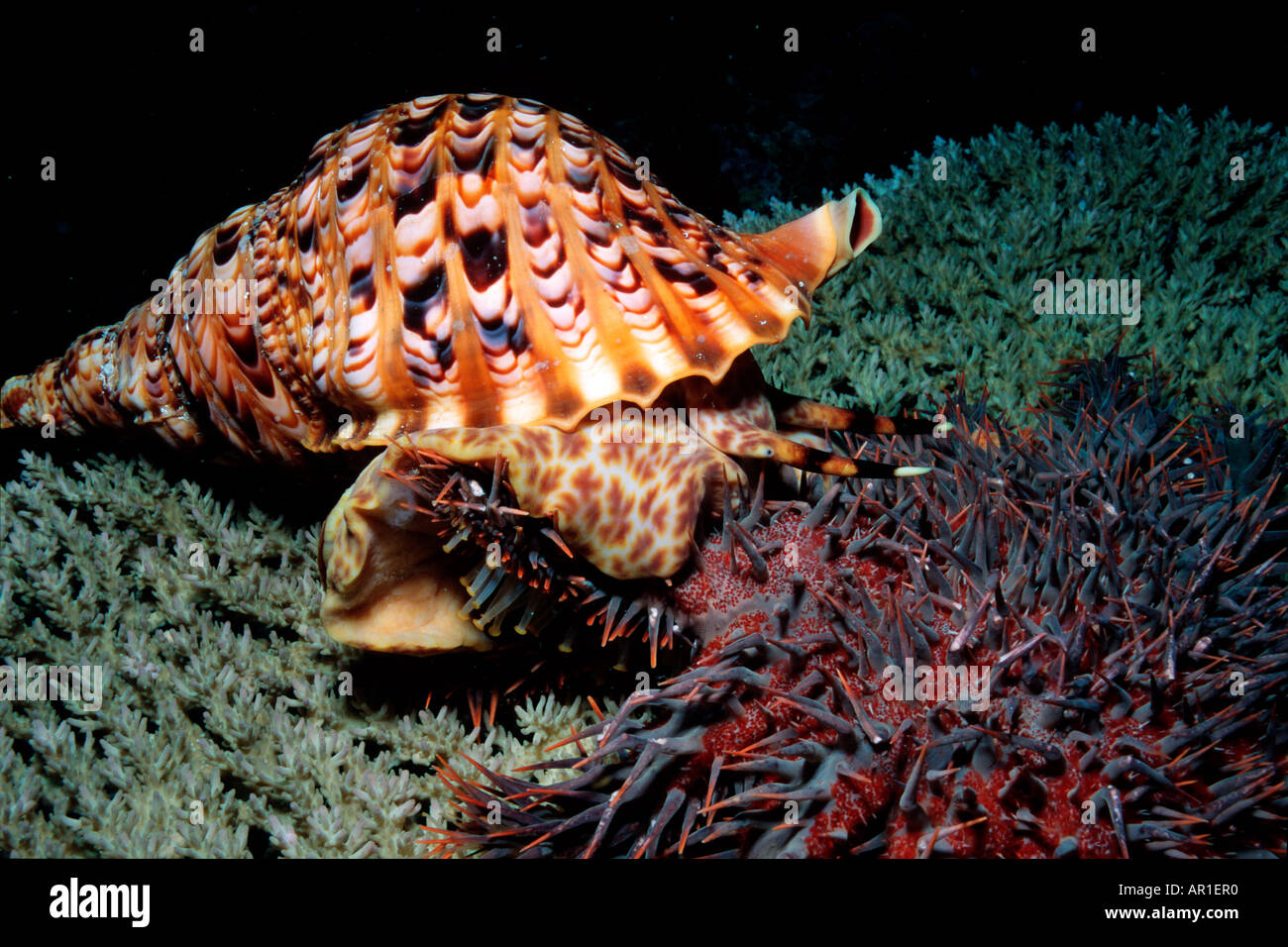 Triton trumpet Charonia tritonis eats Crown of thorns sea star Fiji ...