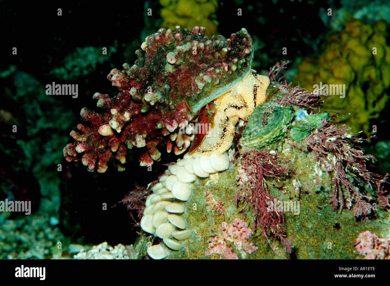 Kellet hi-res stock photography and images - Alamy