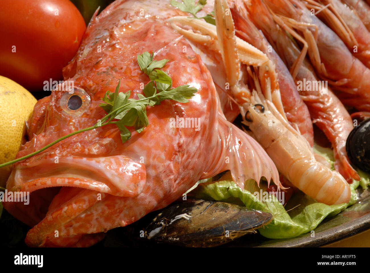 Assorted species of Mediterranean sea fresh fish and crayfish By Nano ...
