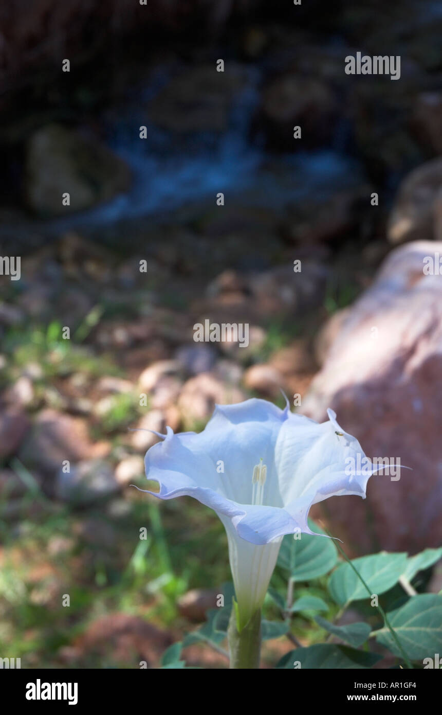 Jimson Weed Flower on Garden Creek, Grand Canyon National Park Stock ...