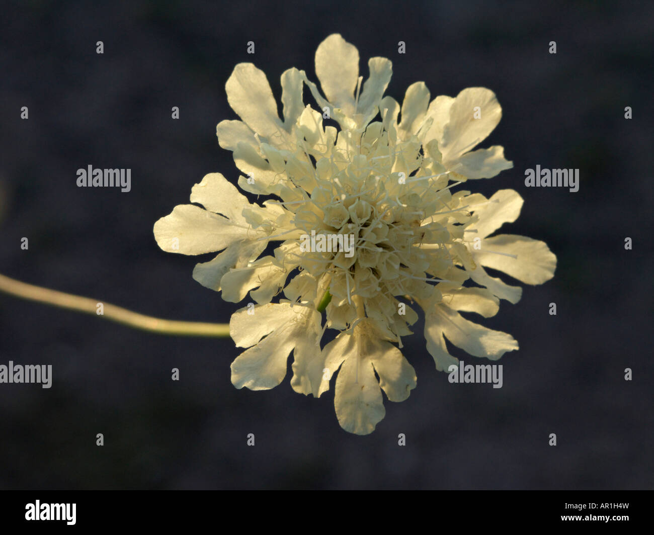 Yellow scabious (Scabiosa ochroleuca Stock Photo - Alamy