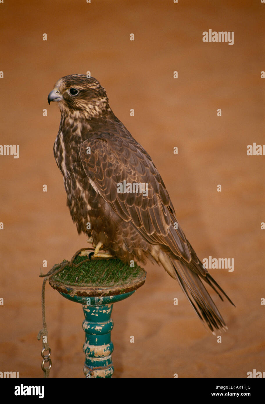 Uae symbol falcon hi-res stock photography and images - Alamy