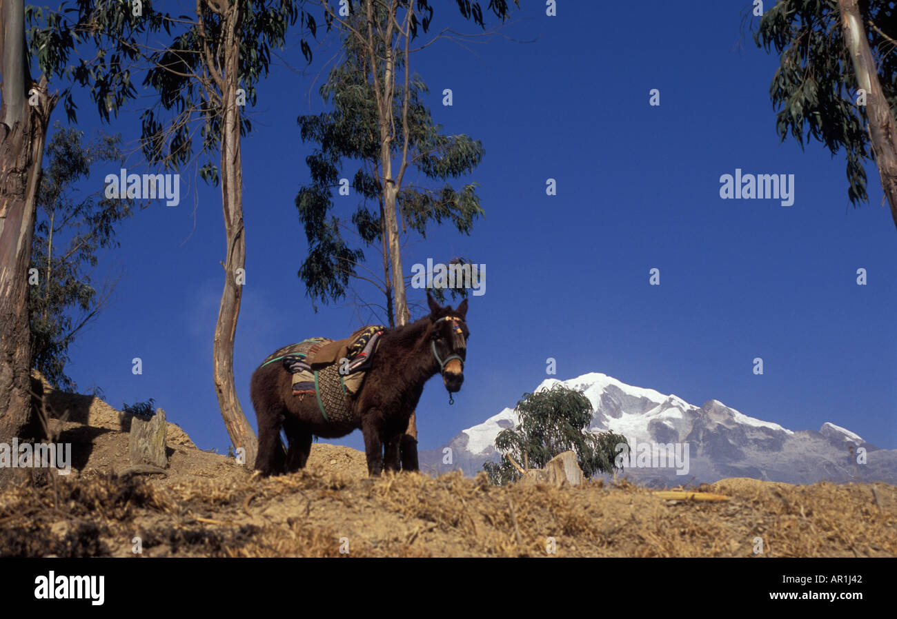Horse surrounded by eucalyptus trees with the mount Illampu behind ...