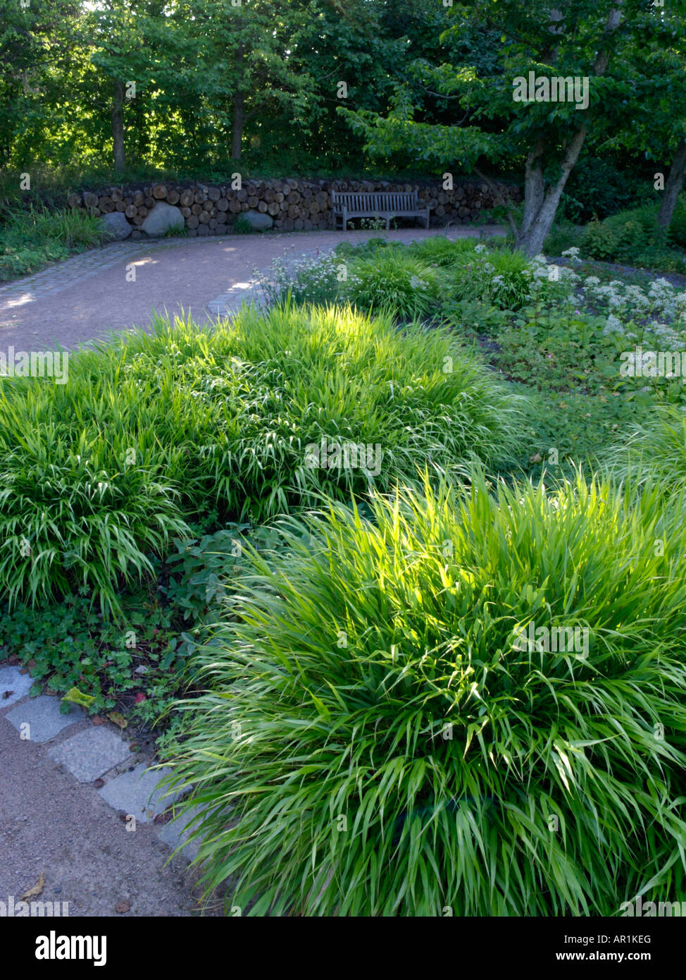 Japanese forest grass (Hakonechloa macra Stock Photo - Alamy