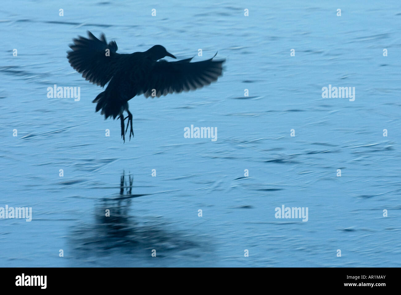 Water Rail Rallus aquaticus silhouette in flight Stock Photo - Alamy