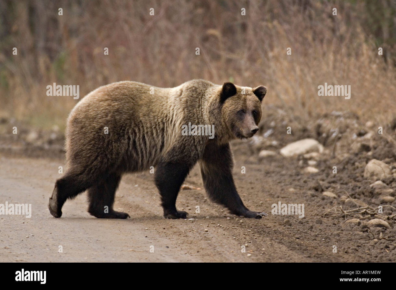 Grizzly crossing road hi-res stock photography and images - Alamy