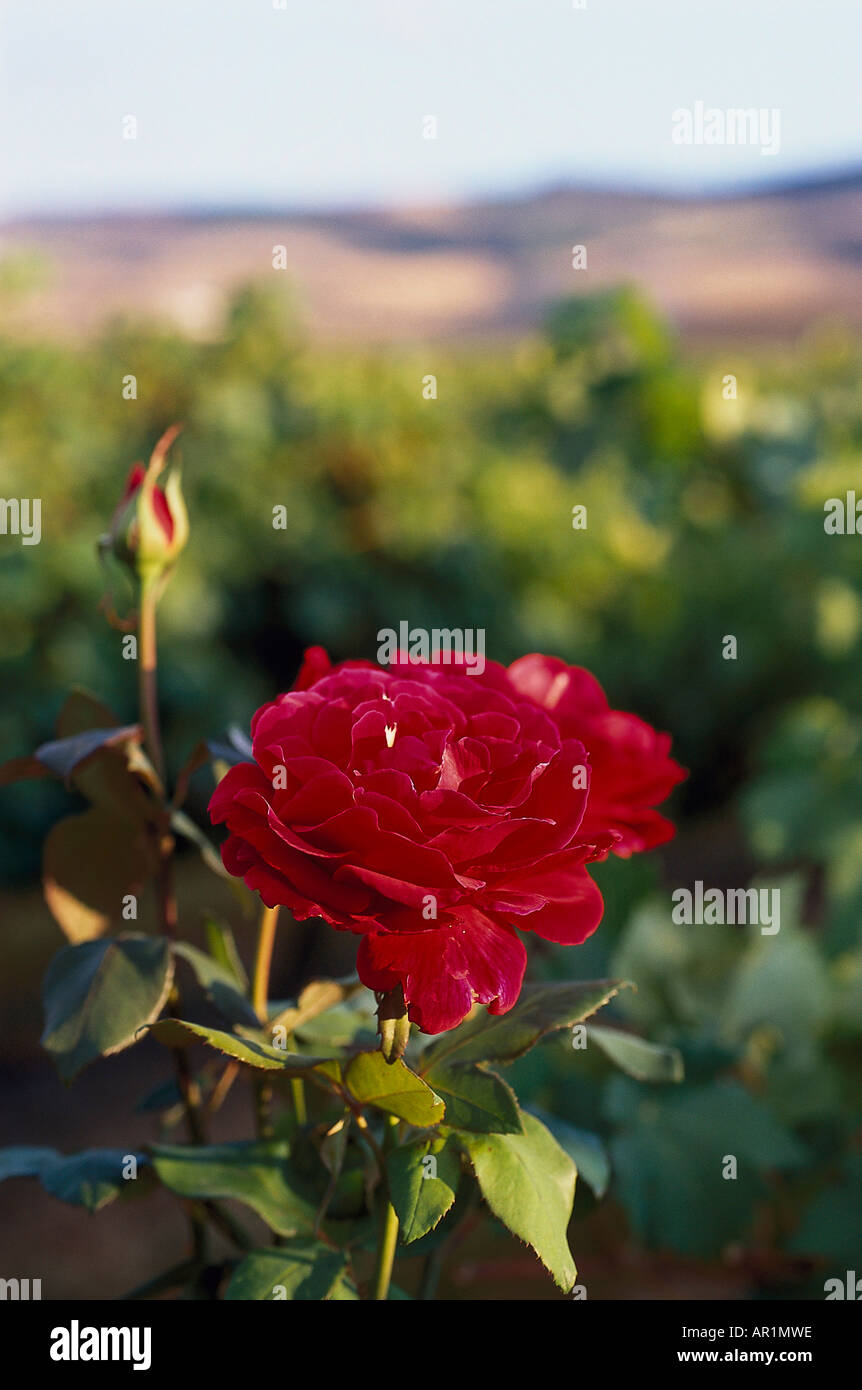 Navarra rose hi-res stock photography and images - Alamy