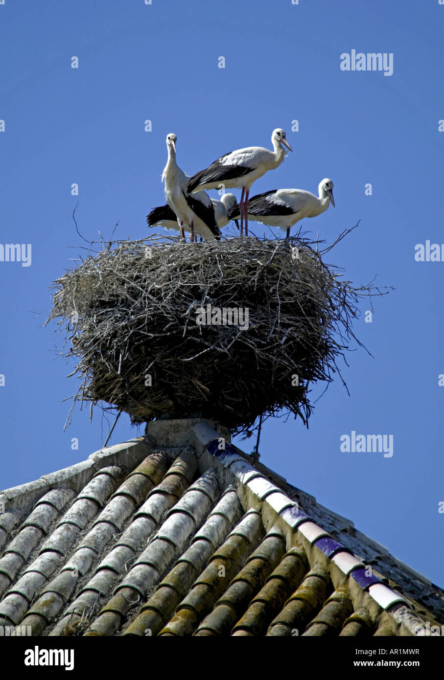 Spain fauna hi-res stock photography and images - Alamy