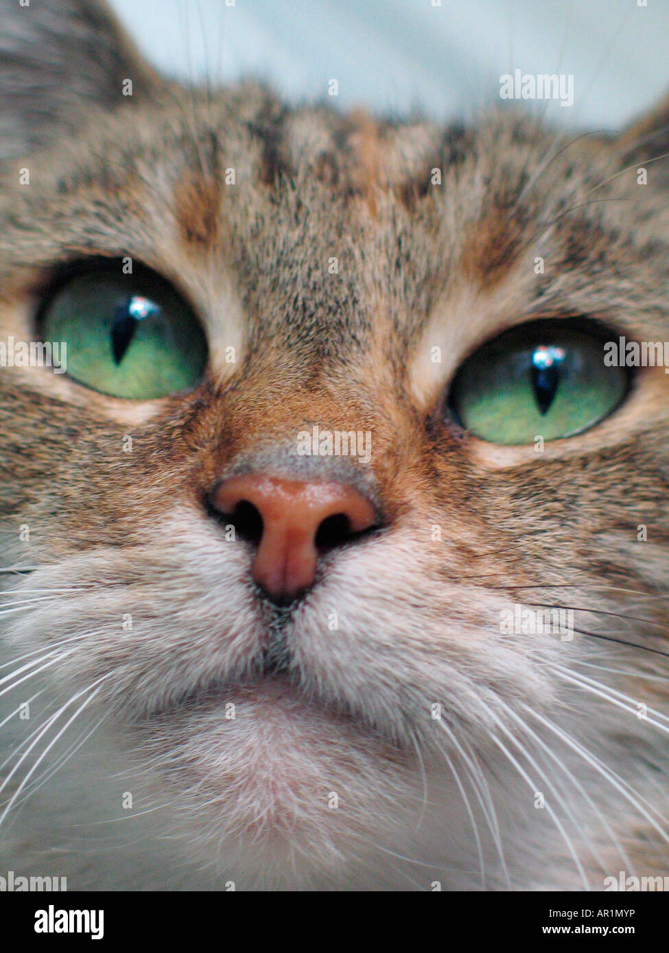 The tabby hi-res stock photography and images - Alamy