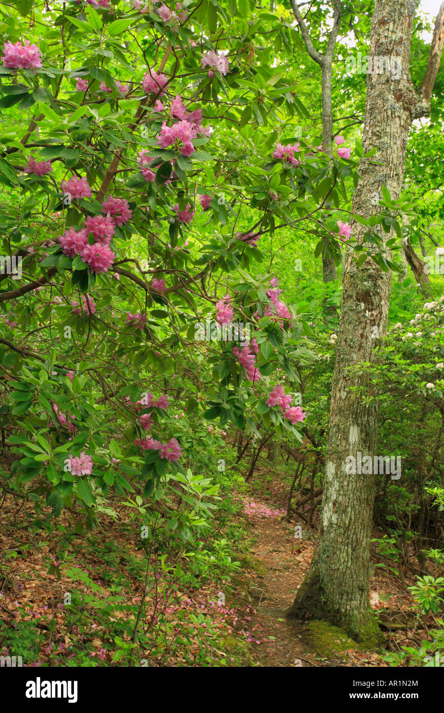 Rhododendron Along Appalachian Trail, Apple Orchard Mountain, Blue ...