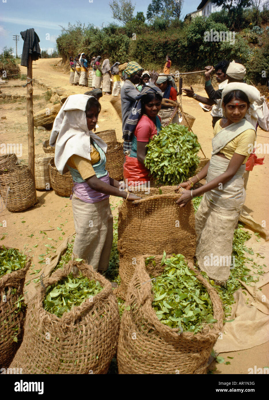Weighing and bagging tea leaves on the Labookellie Estate near Nuwara ...
