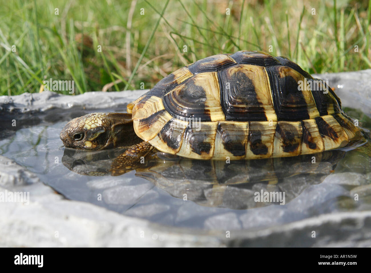 Eastern Hermann's Tortoise in water / Testudo hermanni boettgeri Stock ...