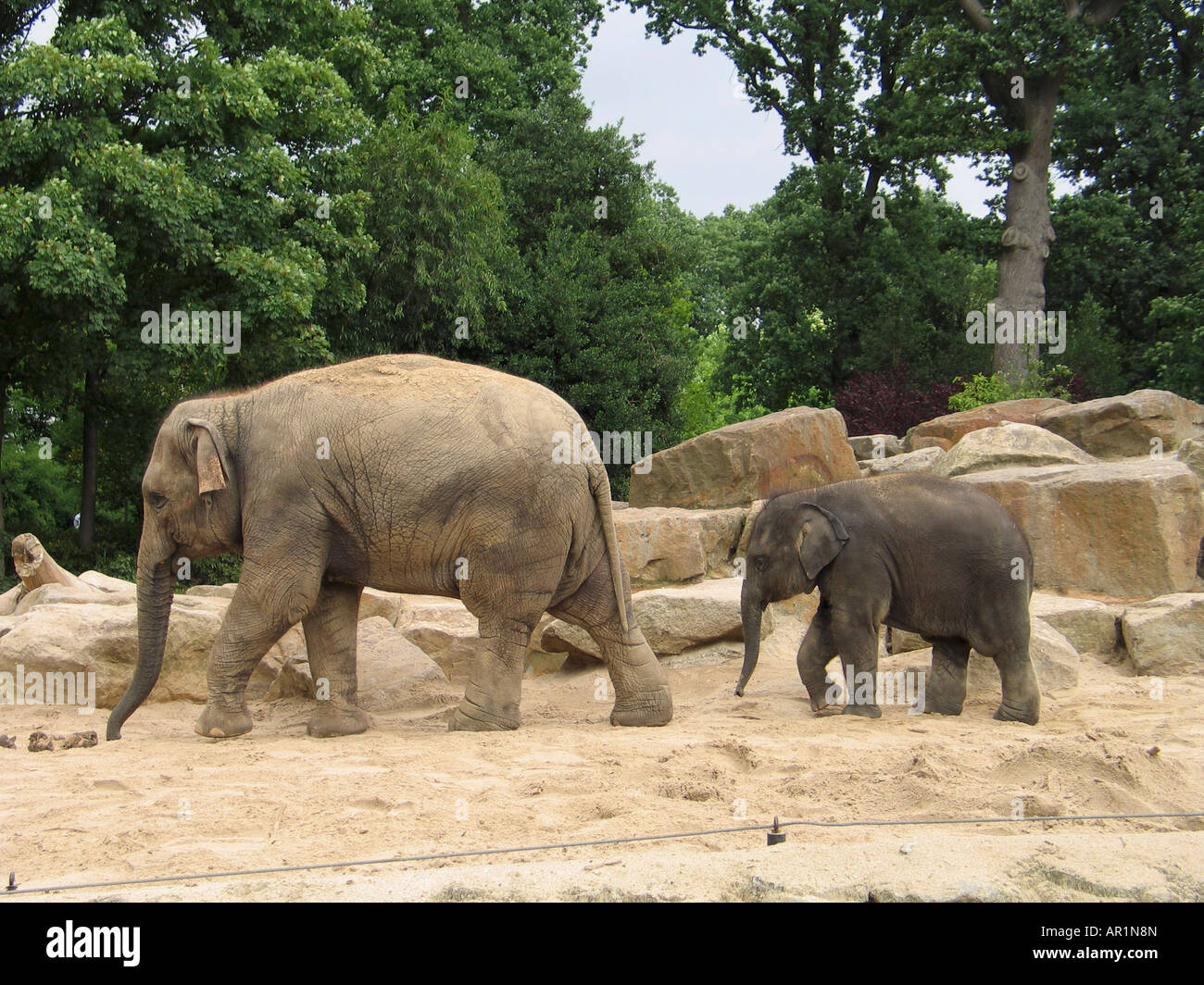 Baby elephant zoo hi-res stock photography and images - Alamy