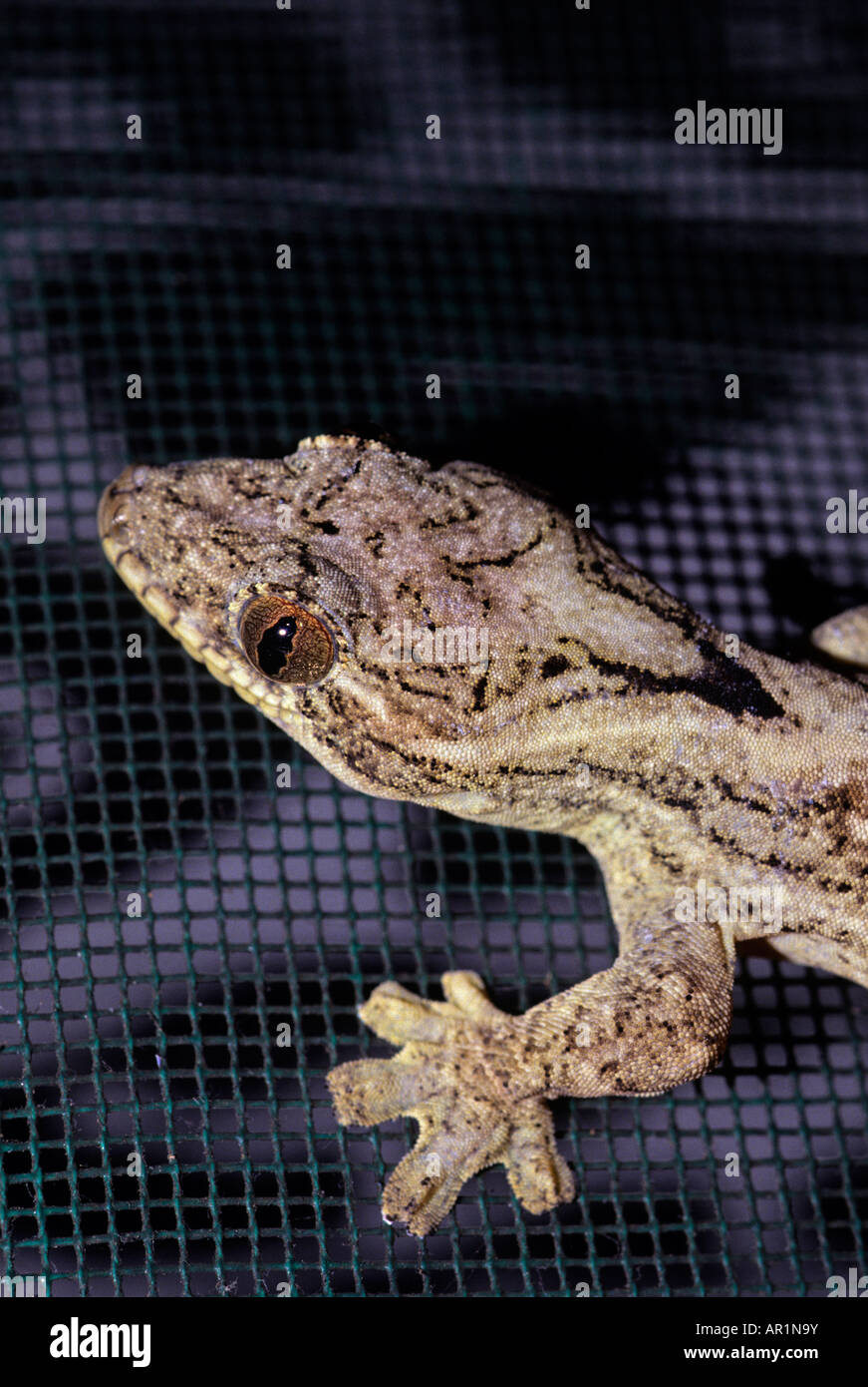 Gecko toe hair hi-res stock photography and images - Alamy