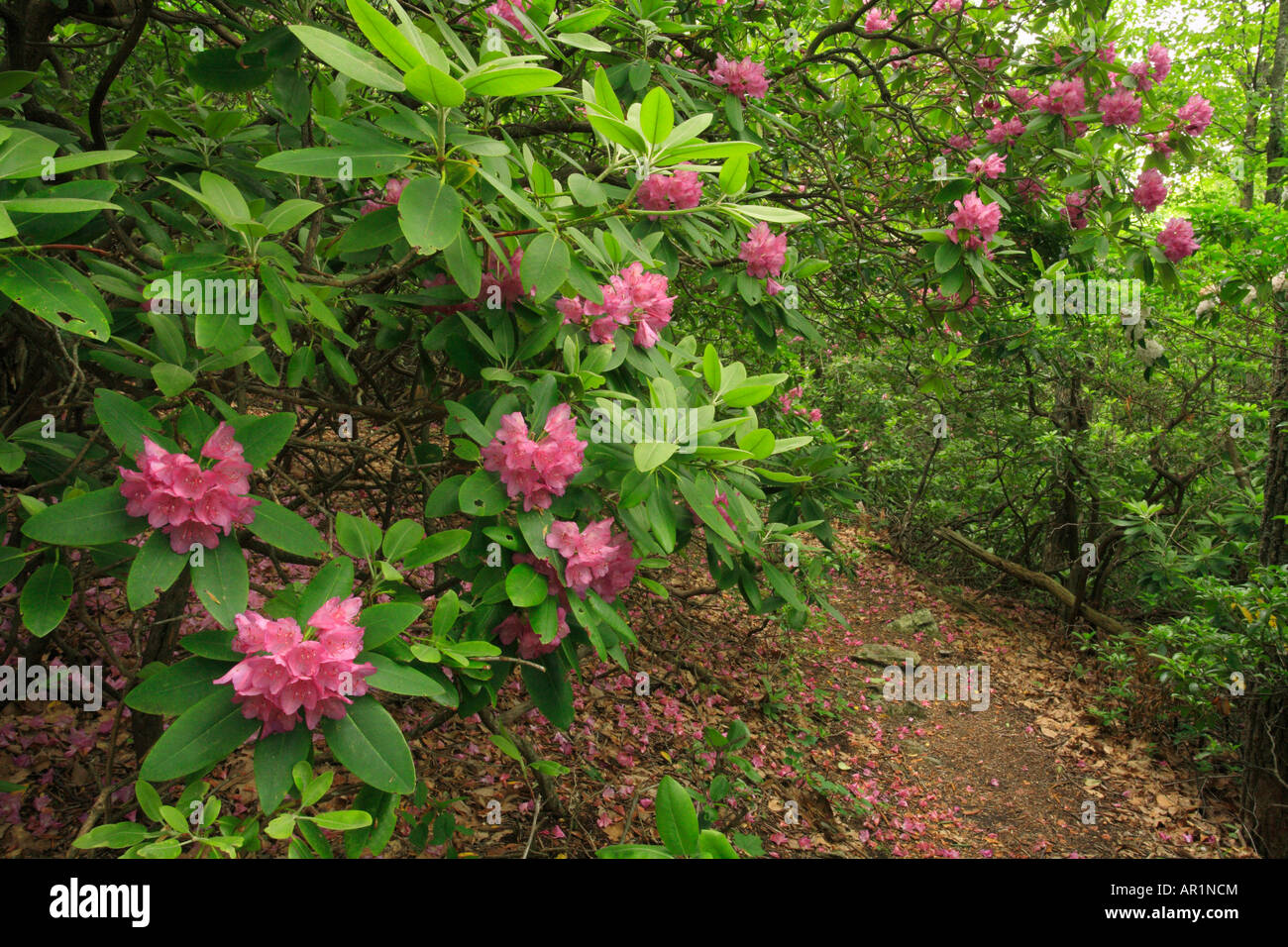Rhododendron Along Appalachian Trail, Apple Orchard Mountain, Blue ...