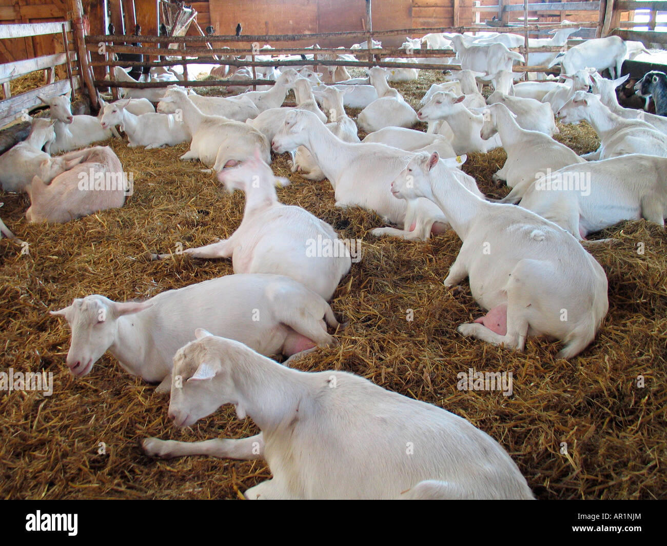 Inside farm hi-res stock photography and images - Alamy