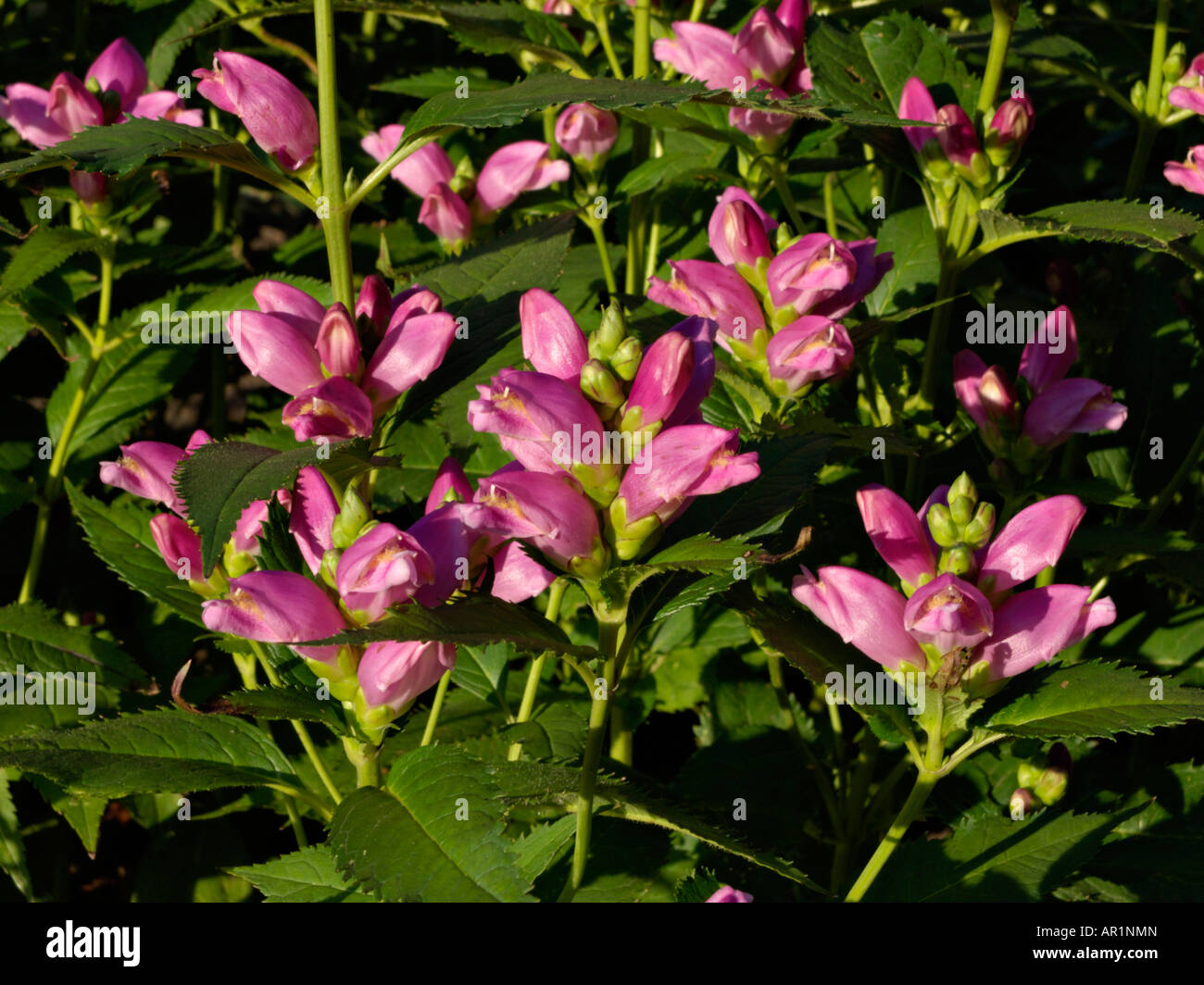 Turtlehead (Chelone obliqua Stock Photo - Alamy