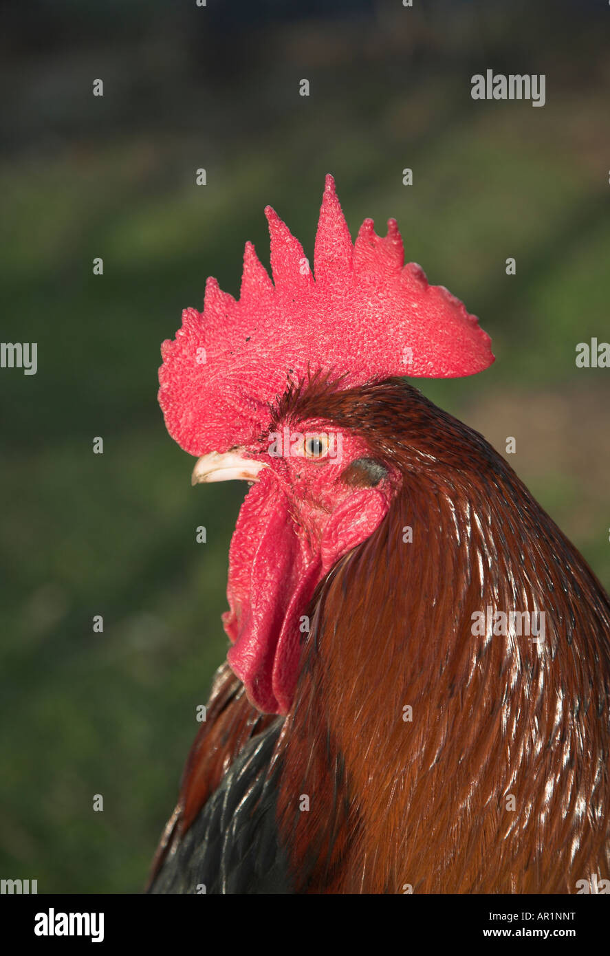 Cockerel head close up Stock Photo - Alamy