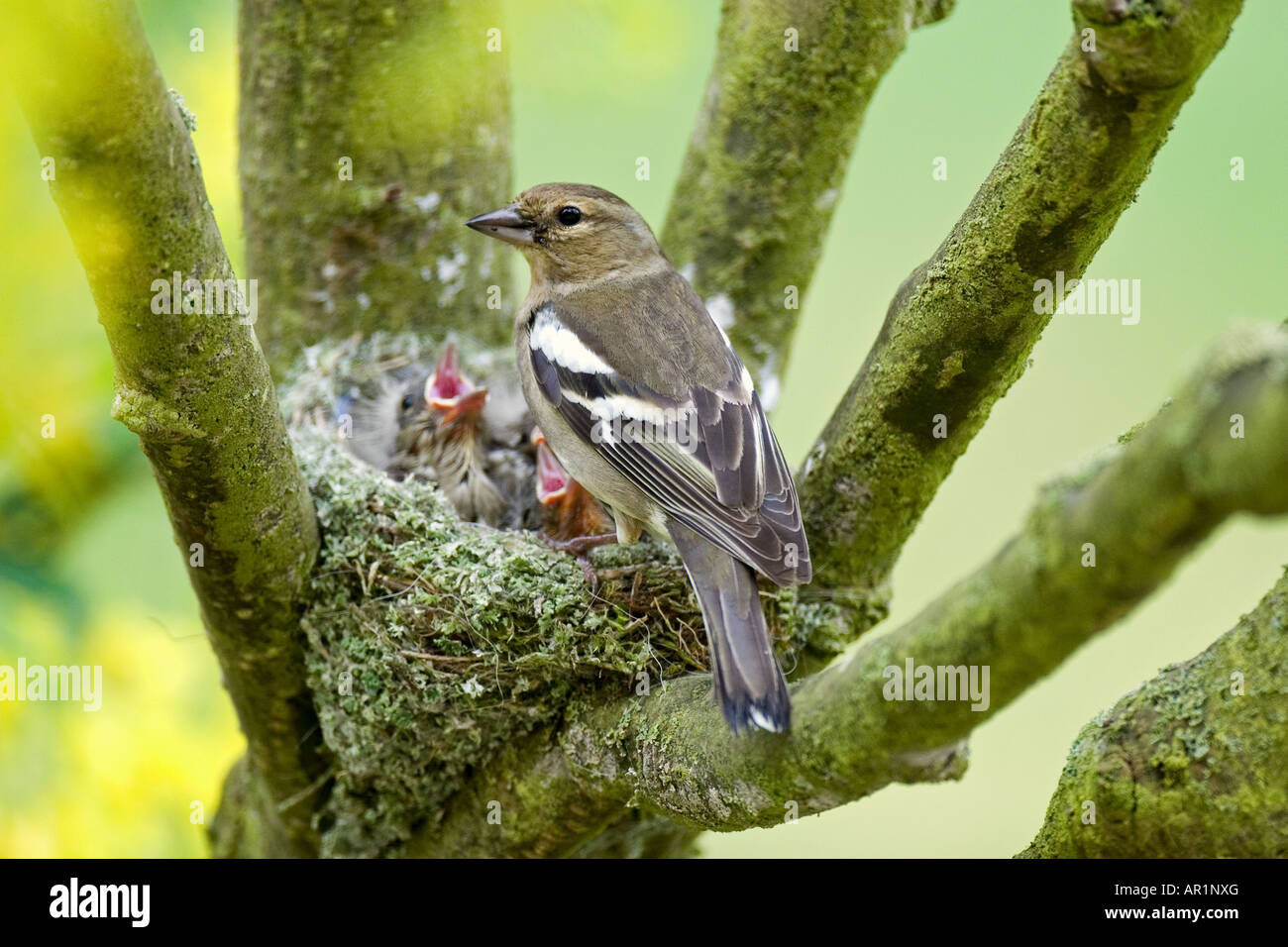 chaffinch with squabs in nest / Fringilla coelebs Stock Photo - Alamy