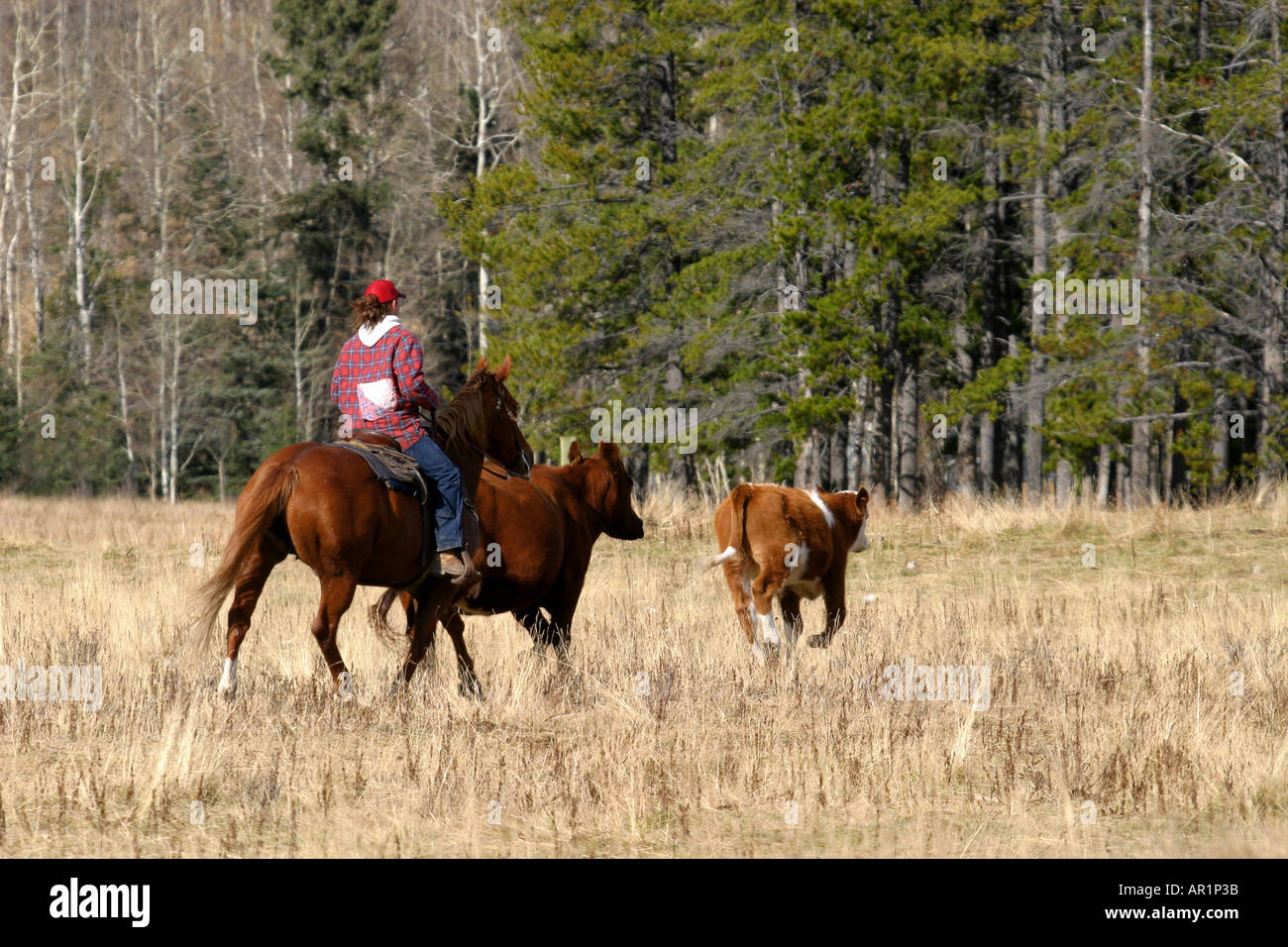 Stray cattle hi-res stock photography and images - Alamy