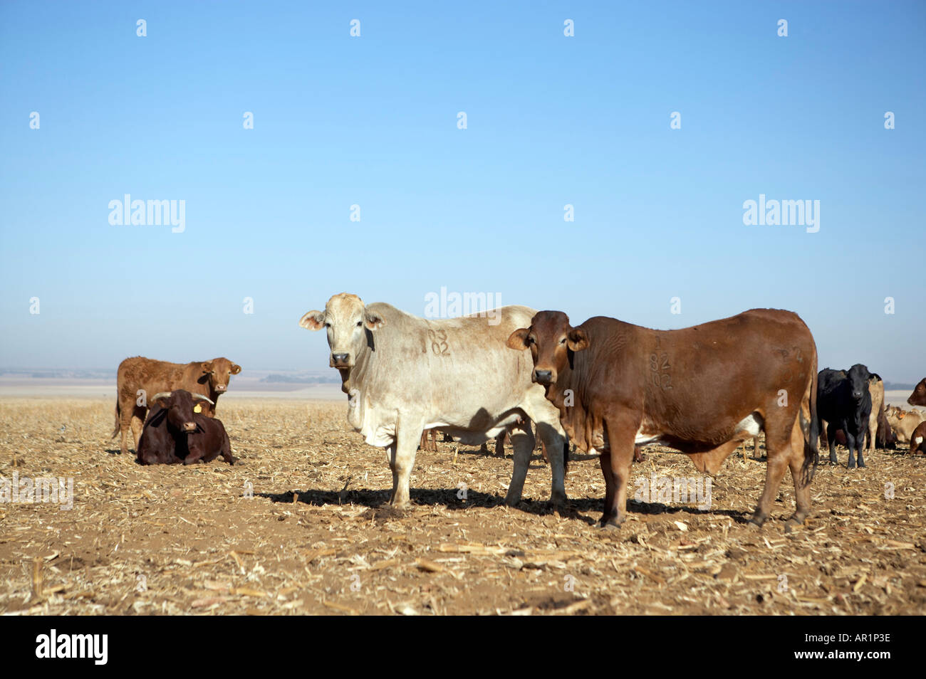 Boran X cattle, cows, North West Province, Boons, South Africa Stock ...