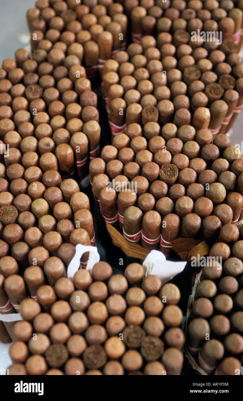 caribbean cuba havana the partagas factory bundles of finished cigars ...