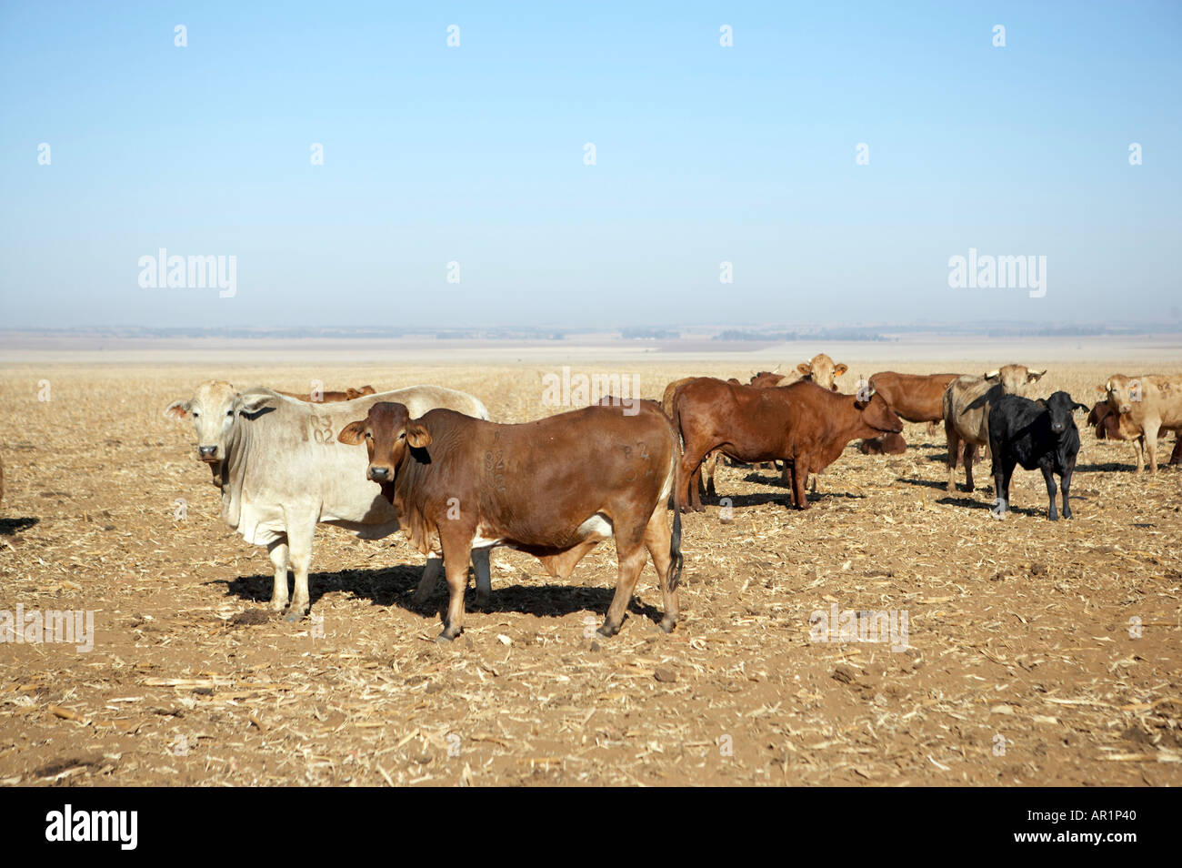 Boran cattle hi-res stock photography and images - Alamy