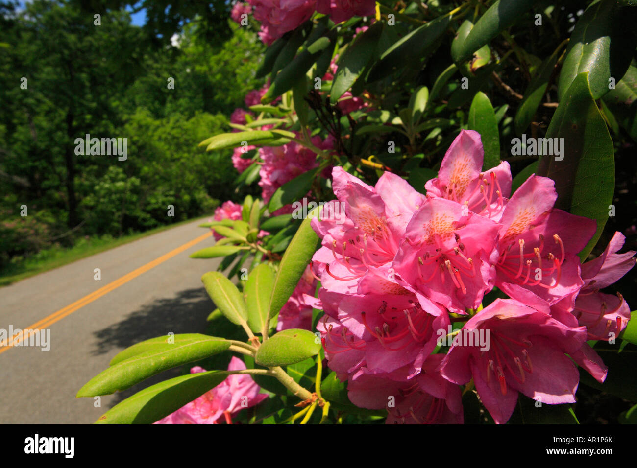 Rhododendron, Apple Orchard Mountain, Blue Ridge Parkway, Virginia, USA ...