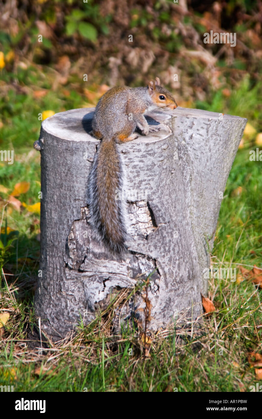 Vertical close up of an Eastern Grey Squirrel [Sciurus carolinensis ...