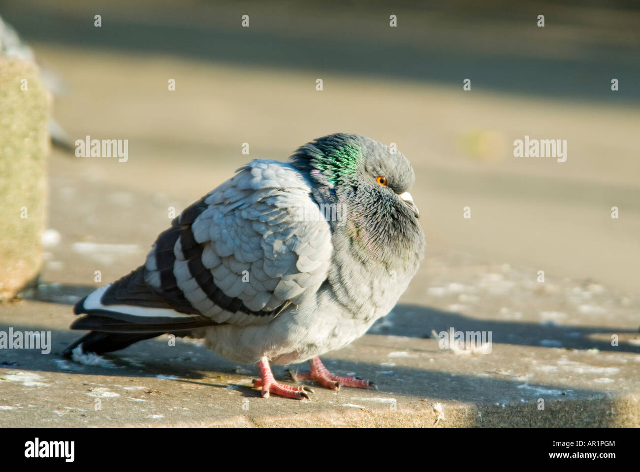 Horizontal close up of a feral pigeon [columba livia domestica ...