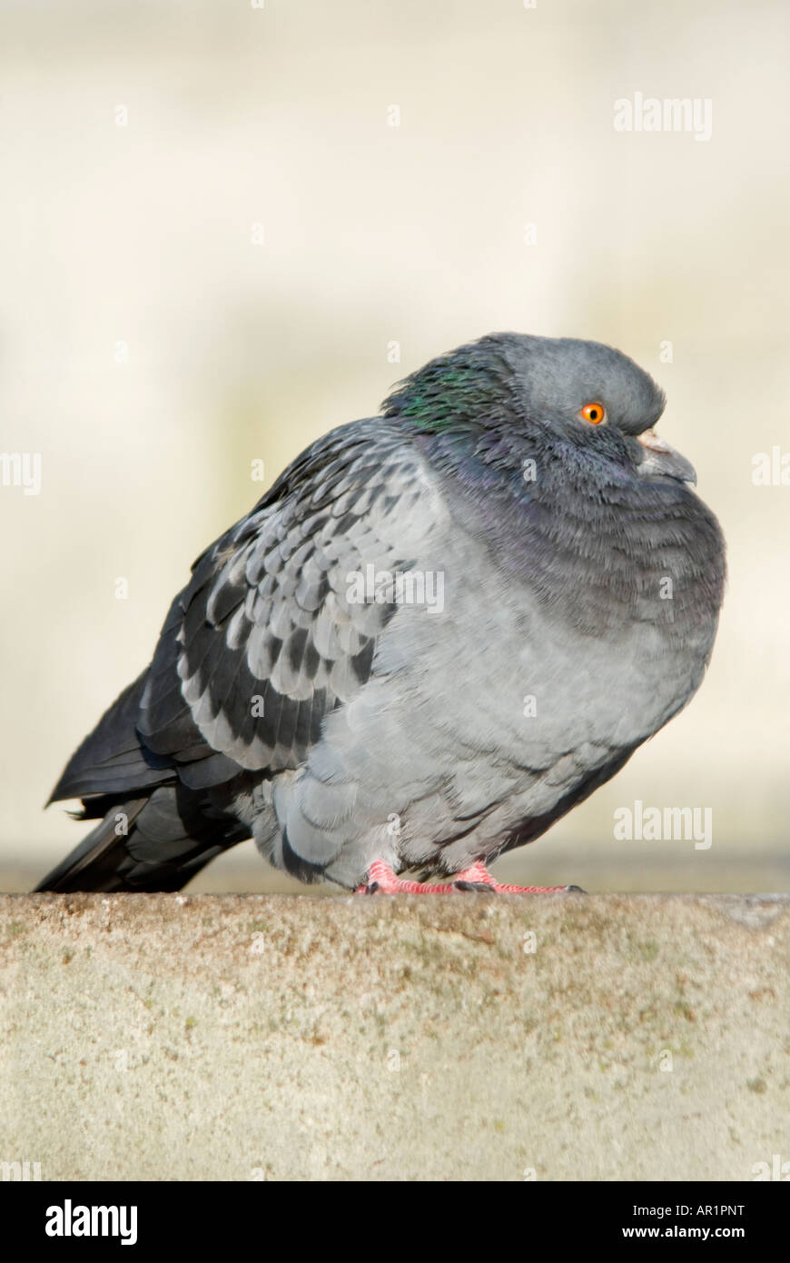 Fat pigeon hi-res stock photography and images - Alamy