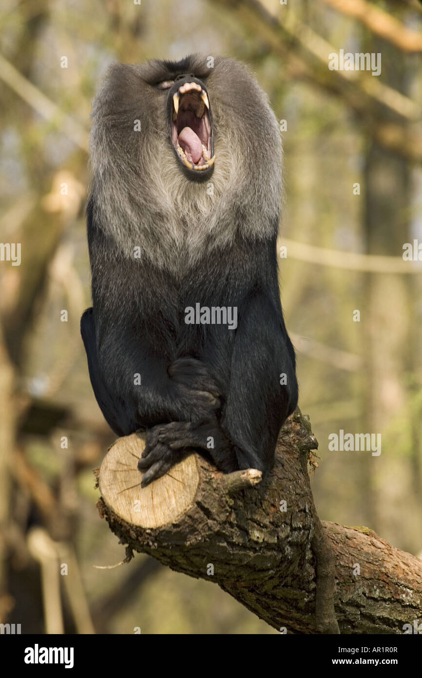 Macaque screaming hi-res stock photography and images - Alamy