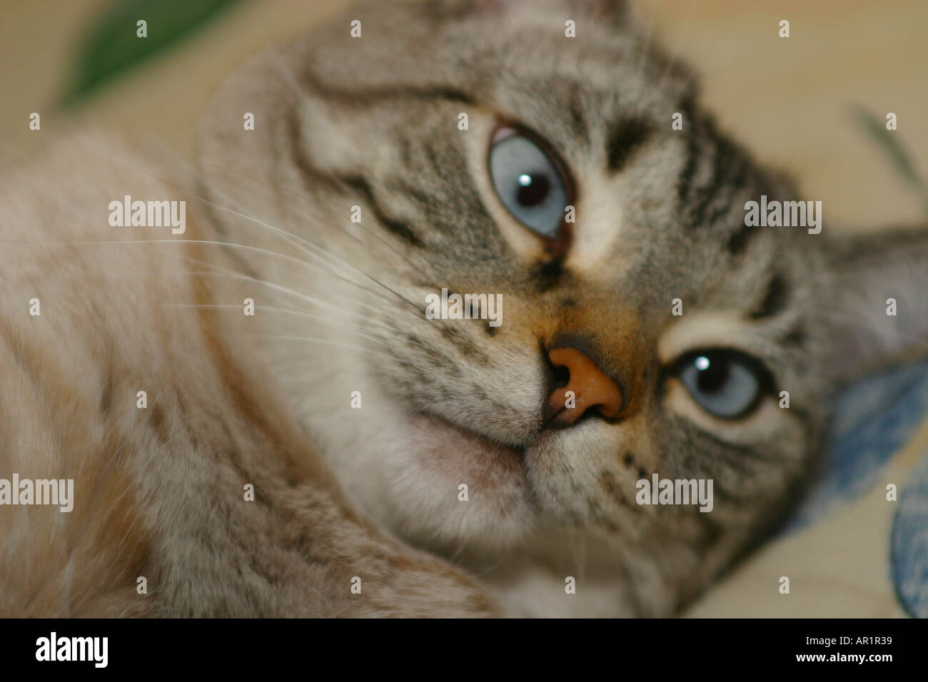Telltale head hi-res stock photography and images - Alamy
