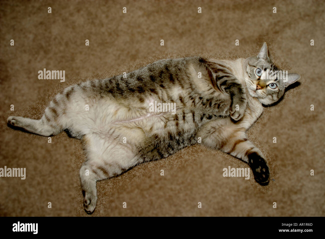 Telltale head hi-res stock photography and images - Alamy