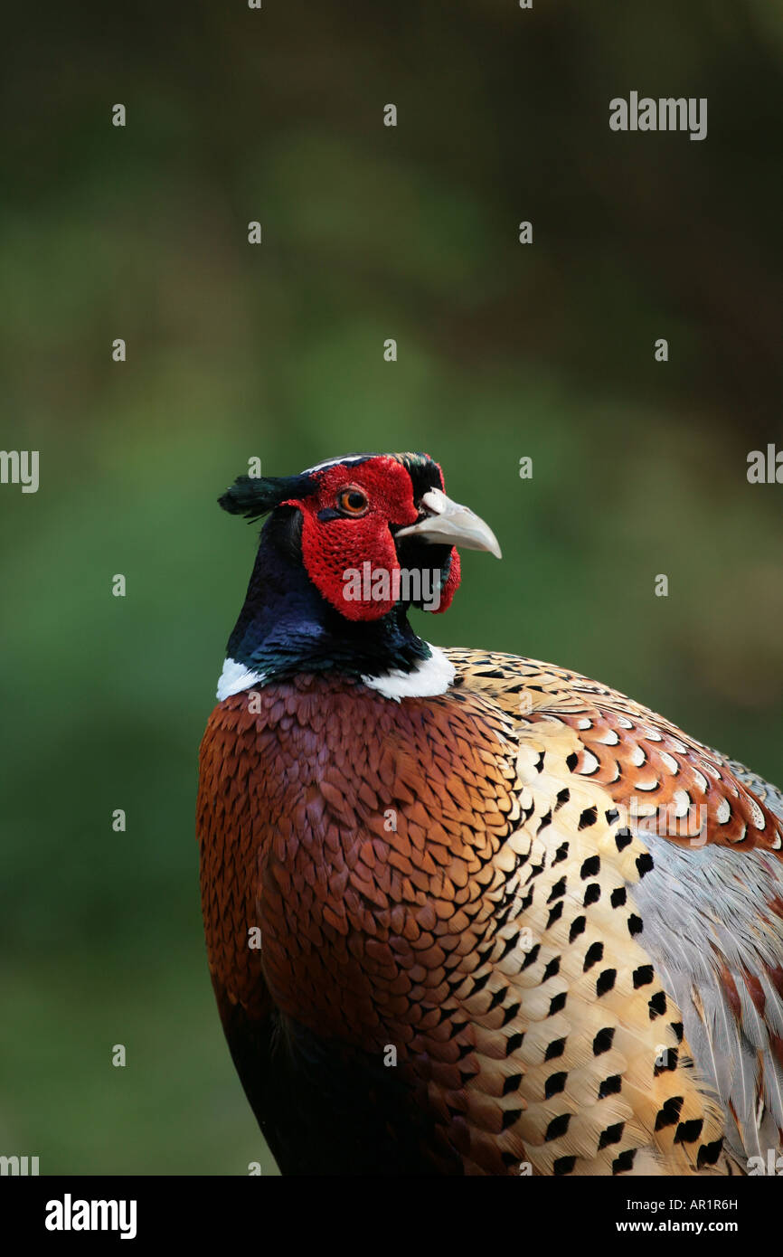 Male Pheasant Phasianus colchicus Stock Photo - Alamy