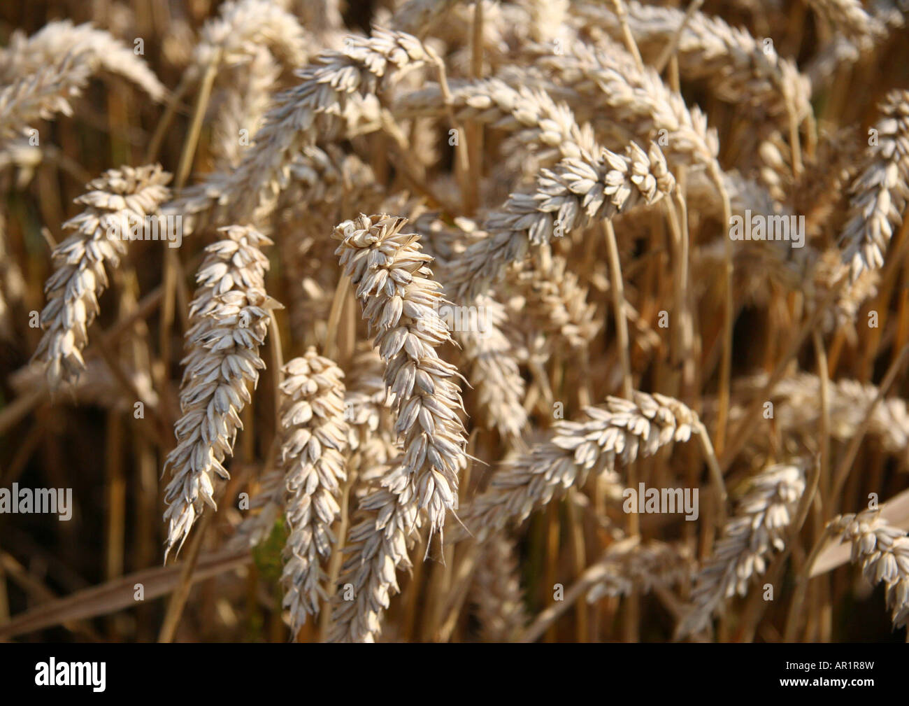golden field of wheat blowing in the wind Stock Photo - Alamy