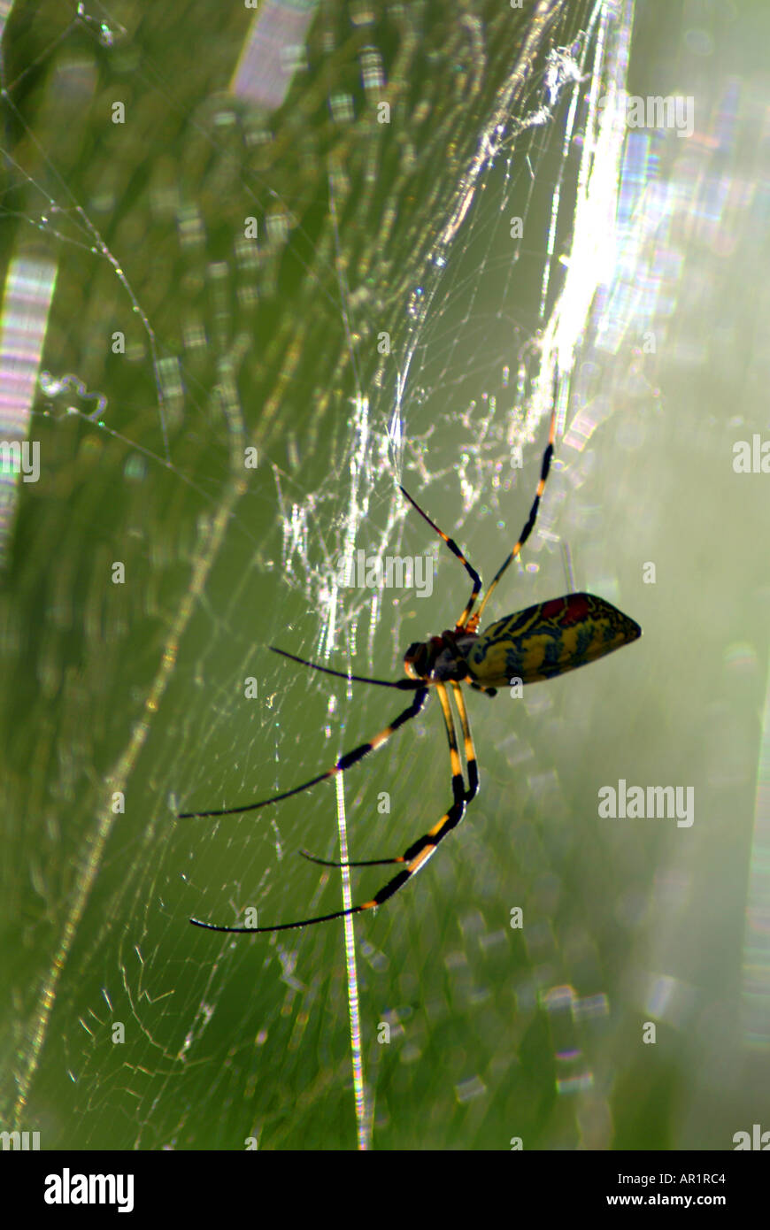 Spider in a web Kyoto Japan Stock Photo - Alamy