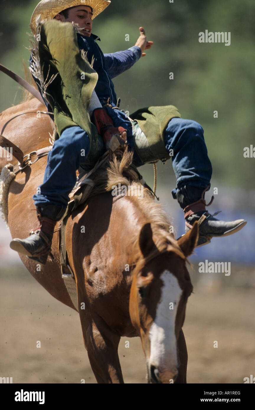 Bronco rider at Kispiox Valley rodeo Kispiox British Columbia Canada ...