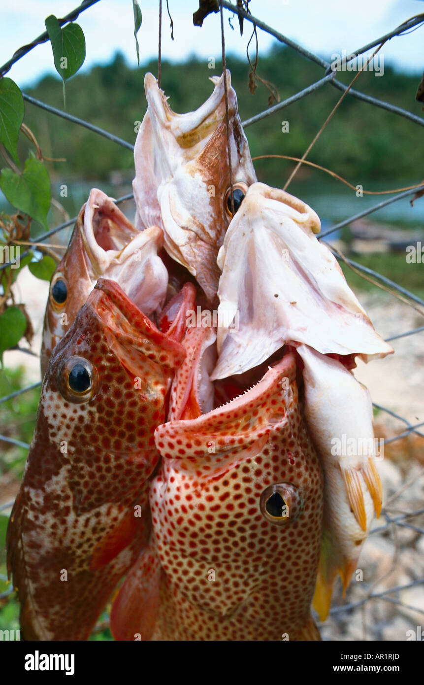 Fishing, Catch, Trinidad Cuba Stock Photo - Alamy