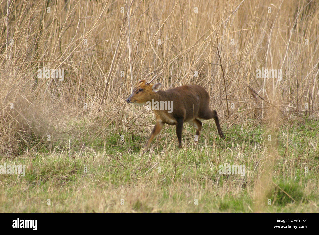 Muntjack hi-res stock photography and images - Alamy