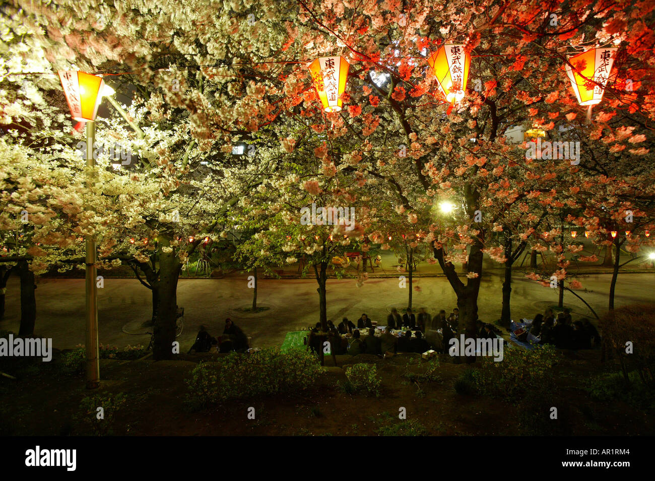 Hanami, Sumida River Park, Tokyo, Japan Stock Photo - Alamy