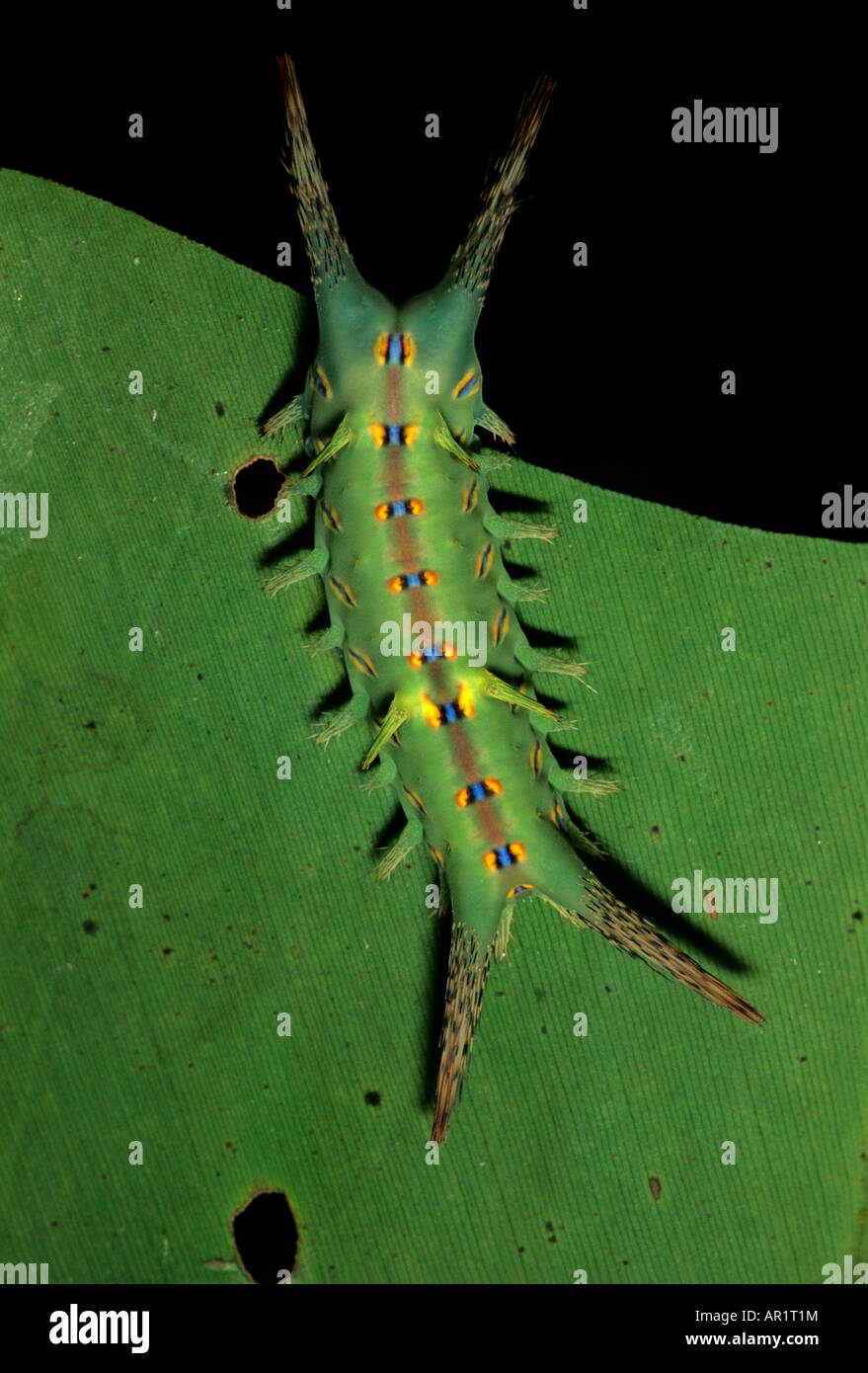Rainforest caterpillar eating leaf. Poring Hot Springs. Mount Kinabalu ...