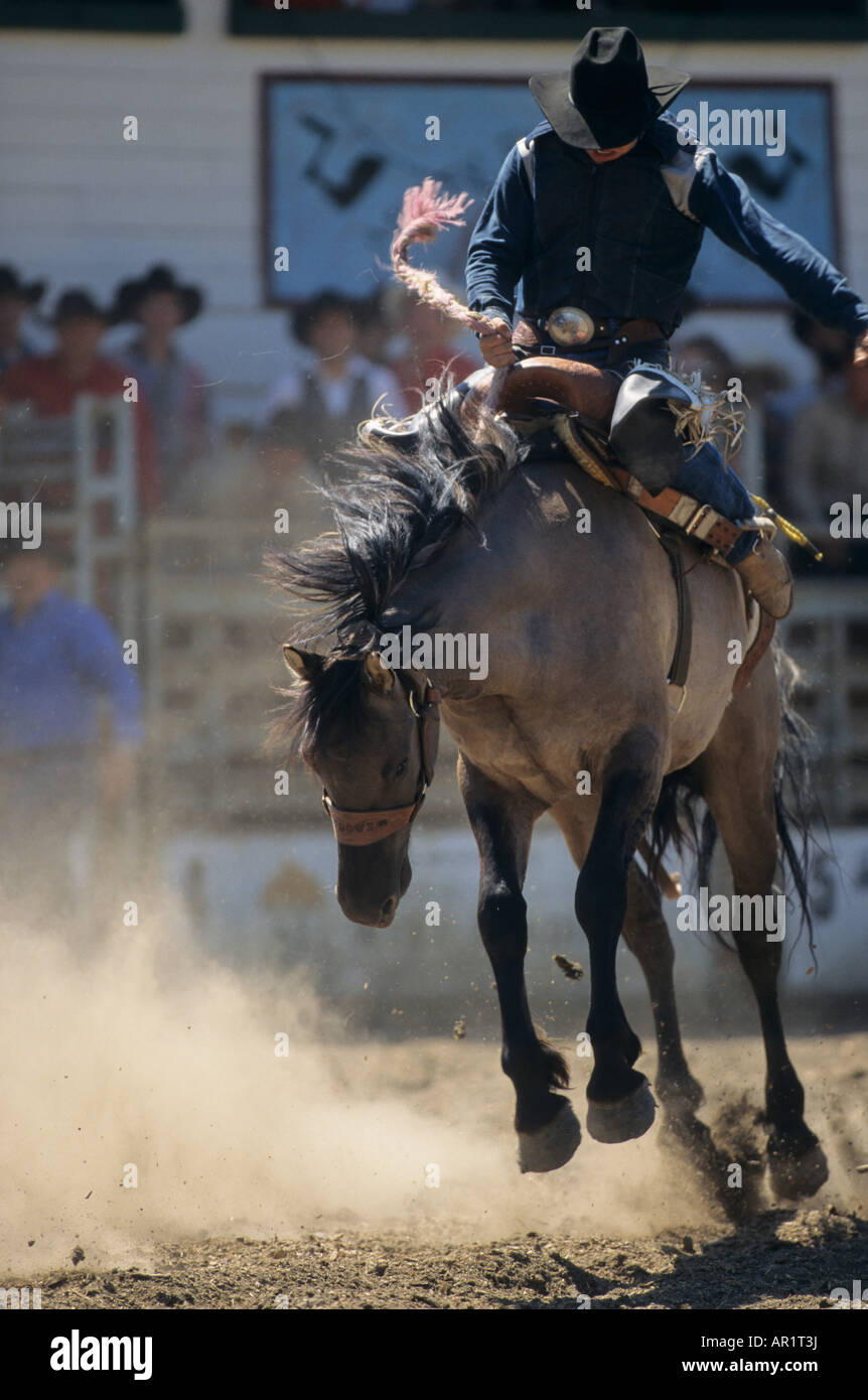 Bronco rider at Kispiox Valley rodeo Kispiox British Columbia Stock ...