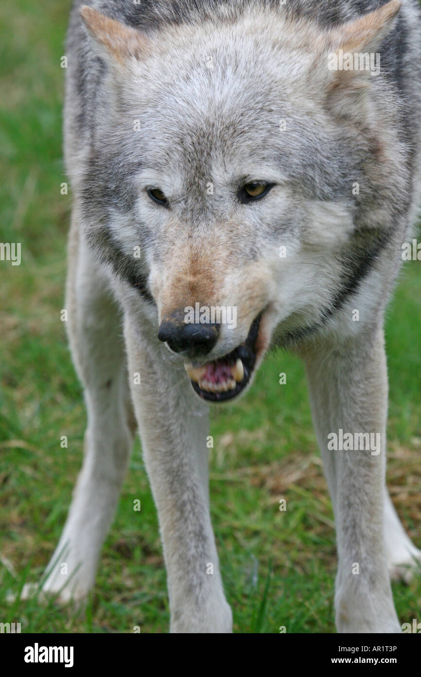grey wolf canis lupus Beenham Reading Wolf Conservation Trust Stock ...