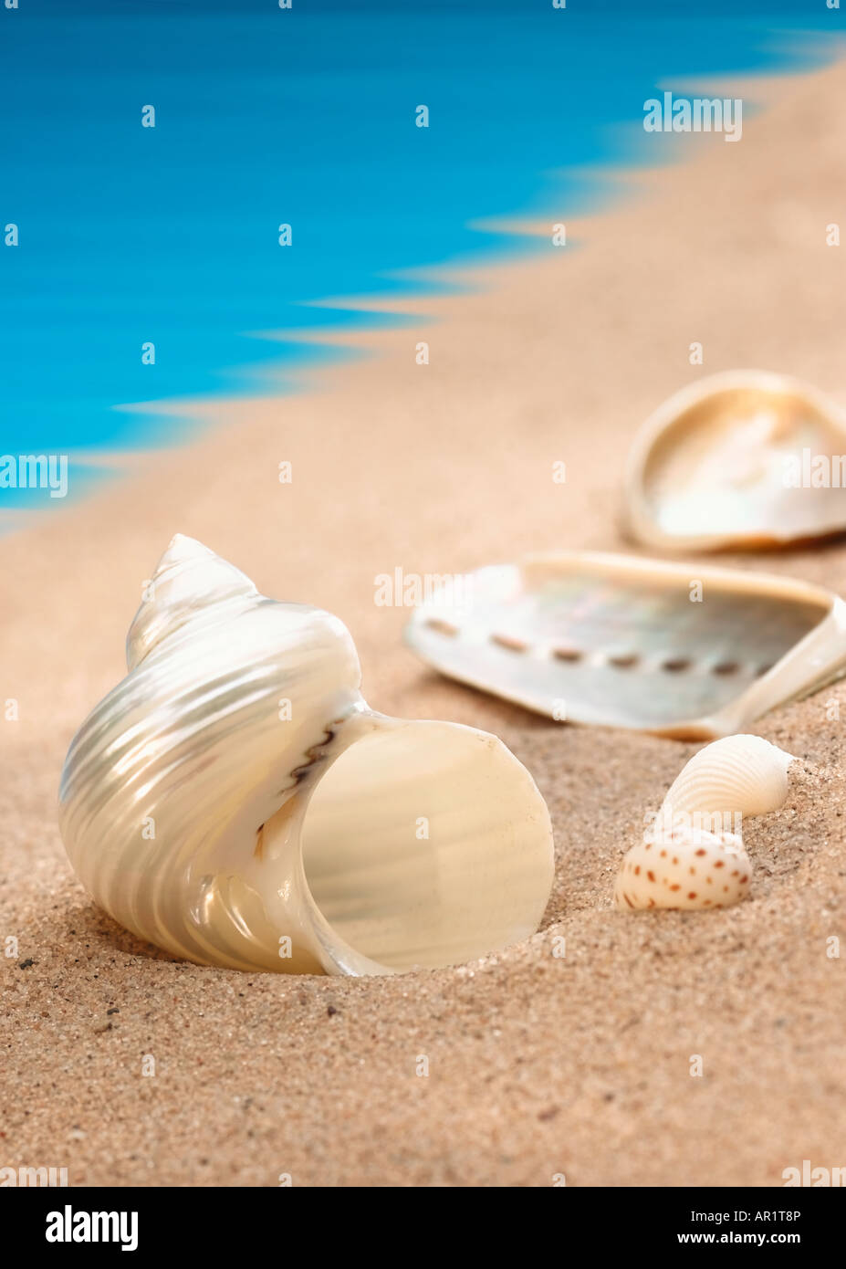 Sea shells hi-res stock photography and images - Alamy