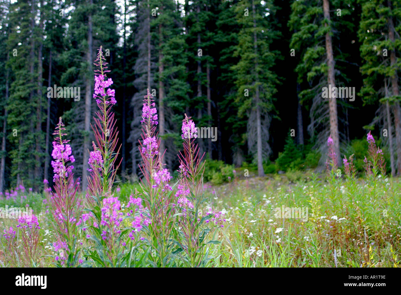 Fireweed; epilobium augustdifolium; wildflower of North America Stock ...