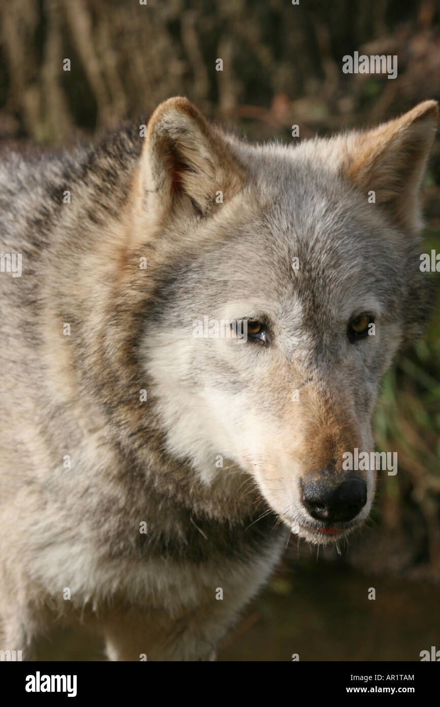 Mature ambassador wolves hi-res stock photography and images - Alamy