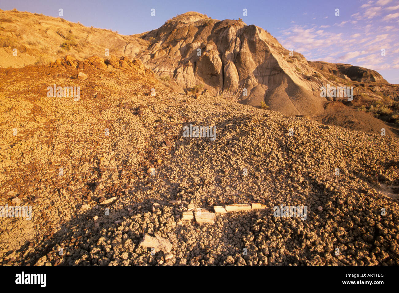Fossil dinosaur bone on surface Dinosaur Provincial Park Alberta Canada ...