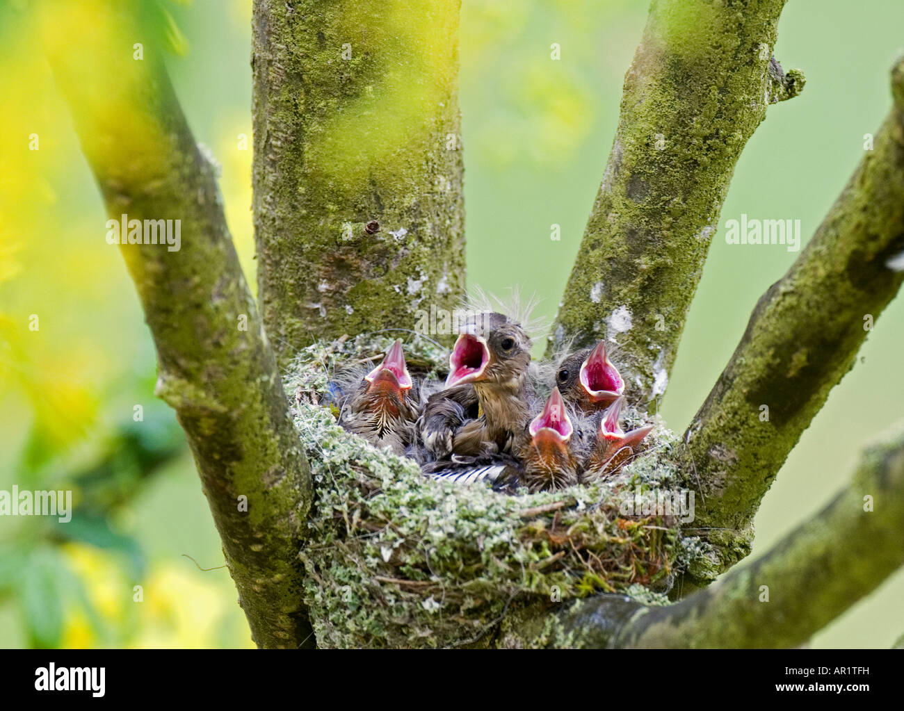 Chaffinch (Fringilla coelebs). Begging chicks in nest Stock Photo - Alamy