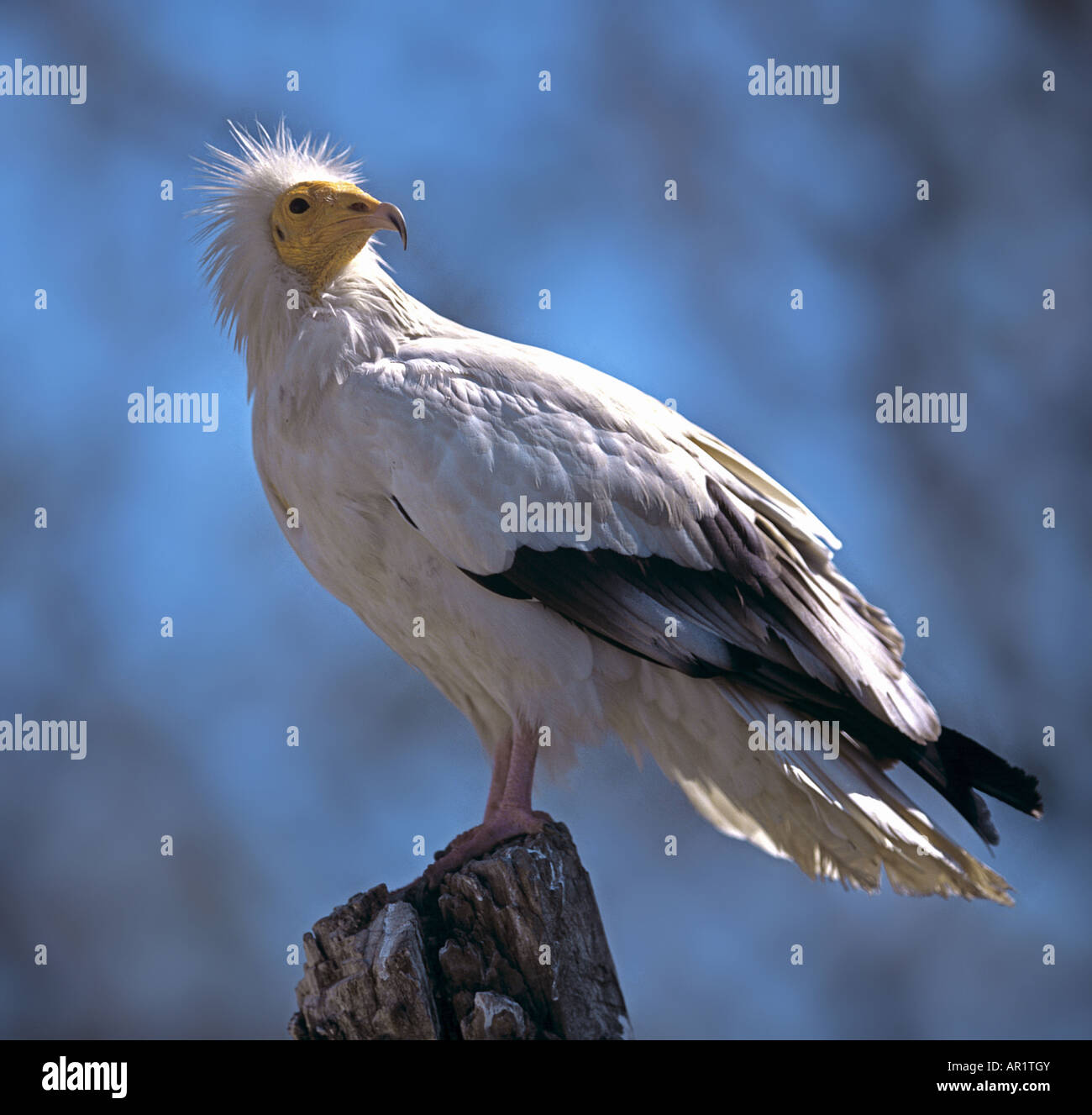 Egyptian Vulture / Neophron percnopterus Stock Photo - Alamy